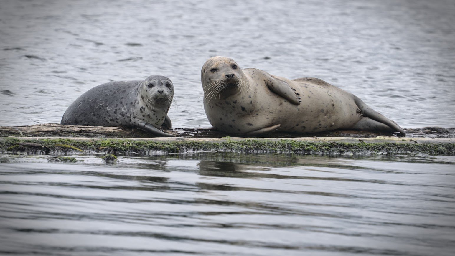 Soaking up the Humidity in the San Juan Islands - Marlow FIVE-0